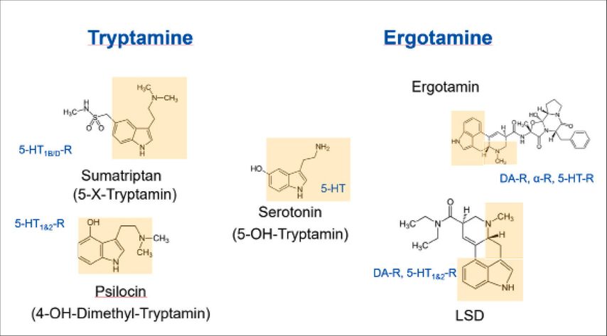 Psychedelika in der Behandlung von Cluster-Kopfschmerzen - Neurologie ...