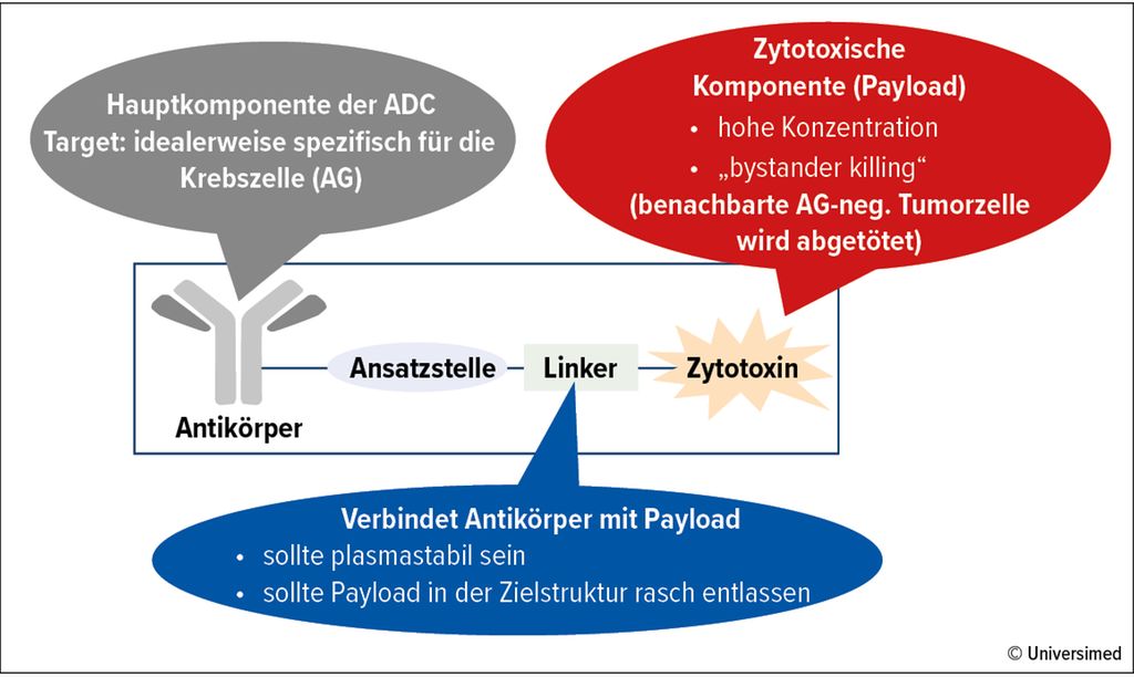 Rückschau: Antikörper-Wirkstoff-Konjugate - Onkologie - Universimed ...