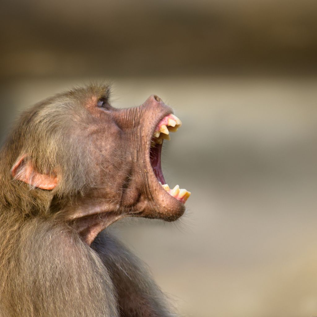 Tierbisse bei Reisenden in tropischen und subtropischen Ländern ...