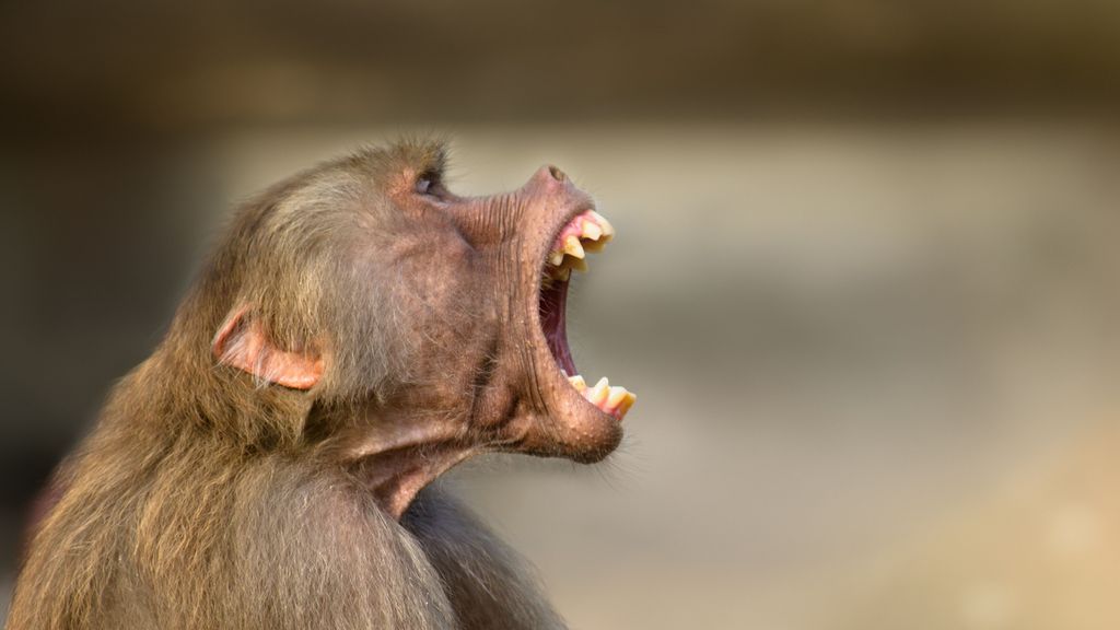 Tierbisse bei Reisenden in tropischen und subtropischen Ländern ...