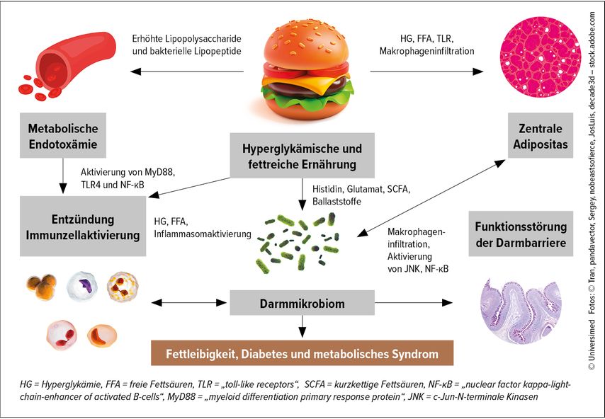 Das Mikrobiom und das metabolische Syndrom: Henne oder Ei ...
